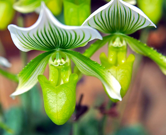 Green flowers | Arnold Zwicky's Blog