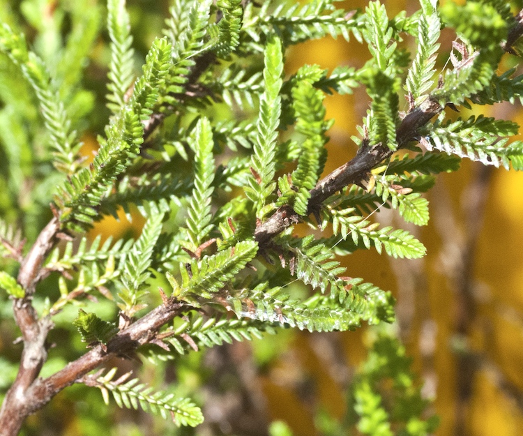 Needles and scales | Arnold Zwicky's Blog