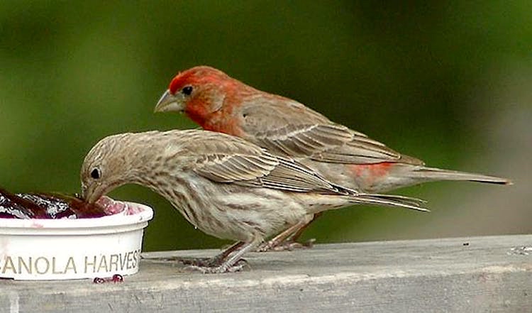 Birdland | Arnold Zwicky's Blog