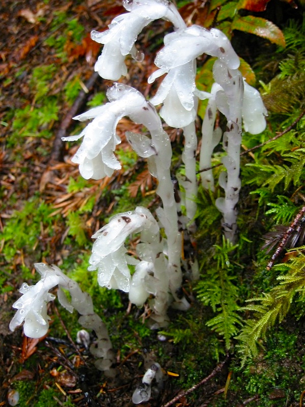 Indian pipes | Arnold Zwicky's Blog