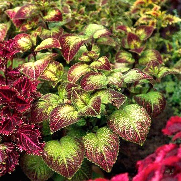 Coleus Jade | Arnold Zwicky's Blog