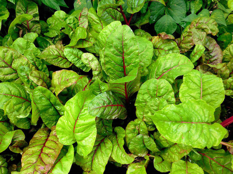 Chard semantics, chard art, and chard food | Arnold Zwicky's Blog