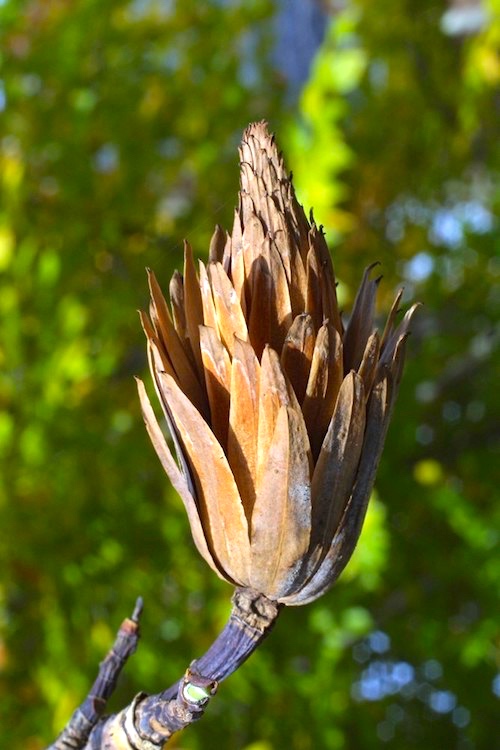 Tulip trees and magnolias | Arnold Zwicky's Blog