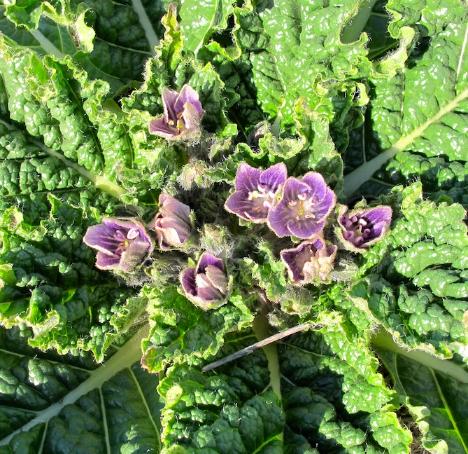 Mandrake | Arnold Zwicky's Blog