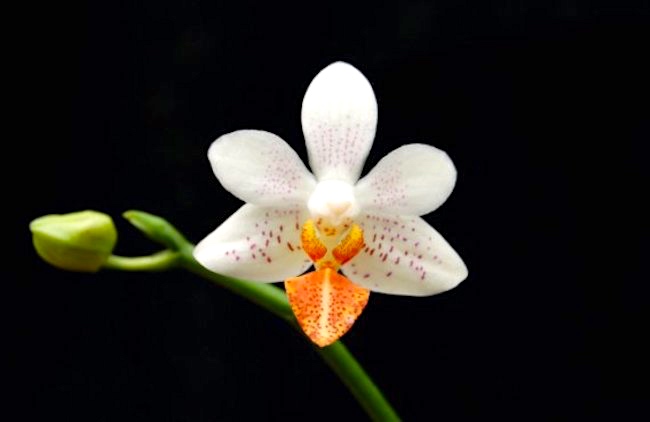 A mini-phal | Arnold Zwicky's Blog