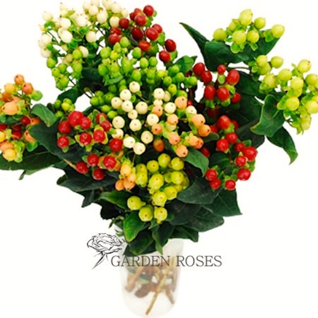 Green flowers | Arnold Zwicky's Blog