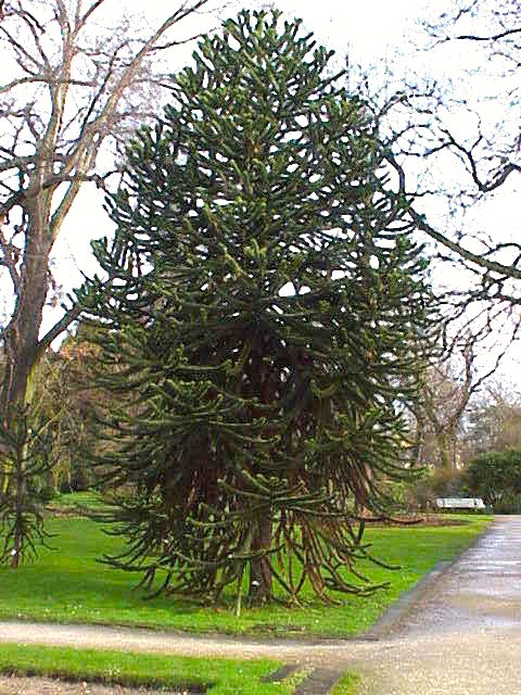 Monkey puzzle tree | Arnold Zwicky's Blog