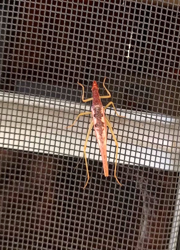 Stick insects and tree crickets | Arnold Zwicky's Blog