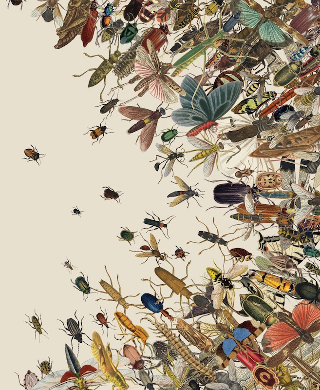Note: the insect apocalypse | Arnold Zwicky's Blog
