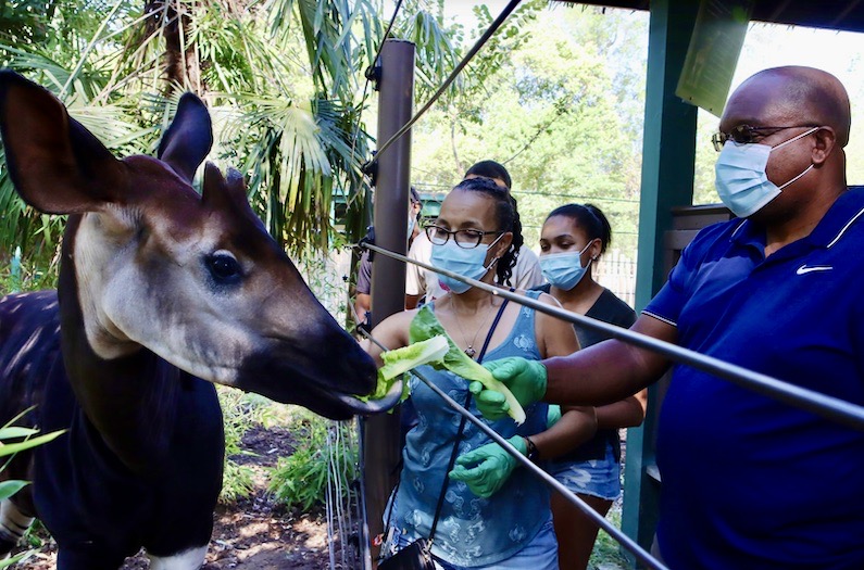Ride the wild okapi | Arnold Zwicky's Blog