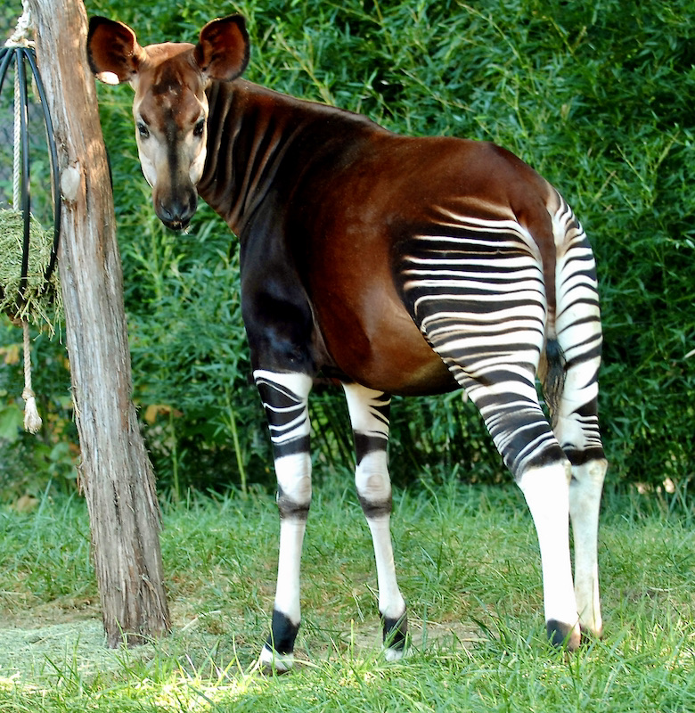 Ride the wild okapi | Arnold Zwicky's Blog