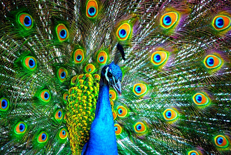 peacocking | Arnold Zwicky's Blog