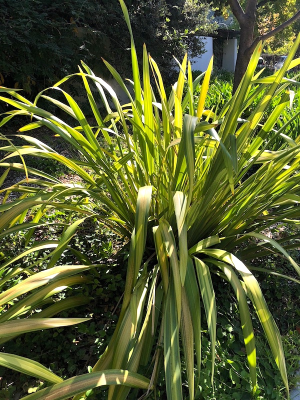 Neighborhood flora: phormiums | Arnold Zwicky's Blog