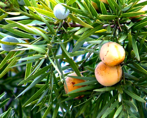 podocarpus | Arnold Zwicky's Blog