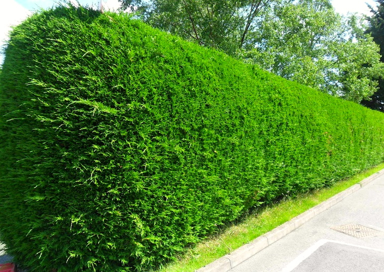 Privets | Arnold Zwicky's Blog