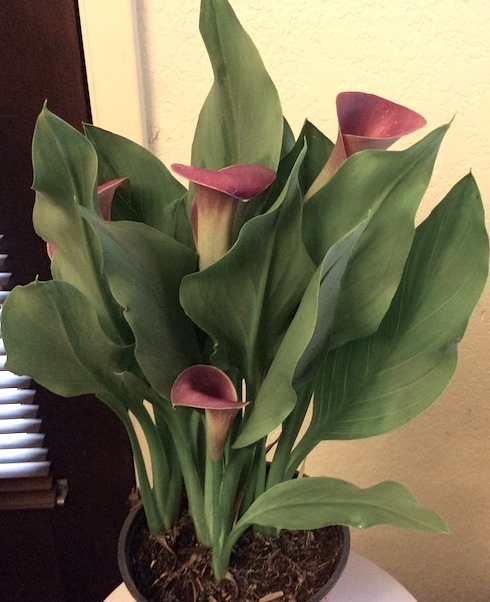 Calla, calla, calla, California | Arnold Zwicky's Blog