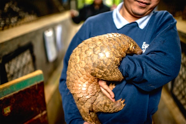 Pangolins part 2 | Arnold Zwicky's Blog