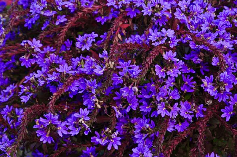 The fairy fan-flower | Arnold Zwicky's Blog