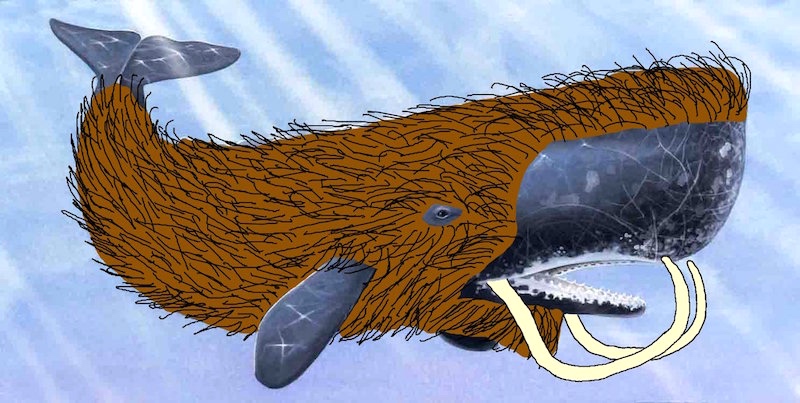 The woolly whale | Arnold Zwicky's Blog
