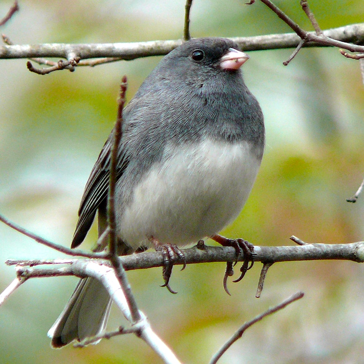 Variability: juncos | Arnold Zwicky's Blog