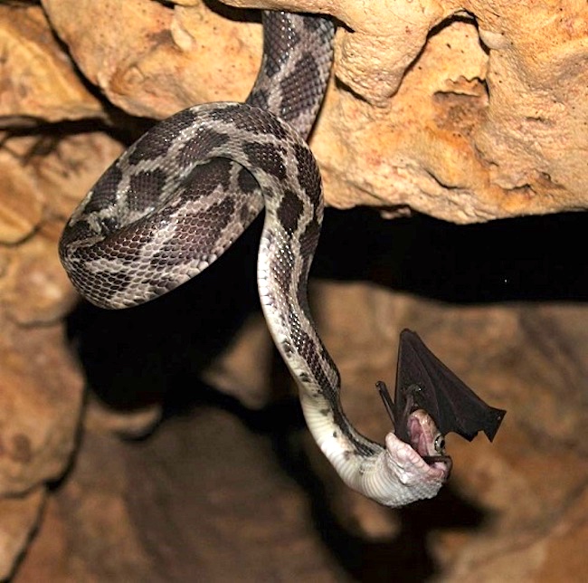 Understanding Bizarro | Arnold Zwicky's Blog