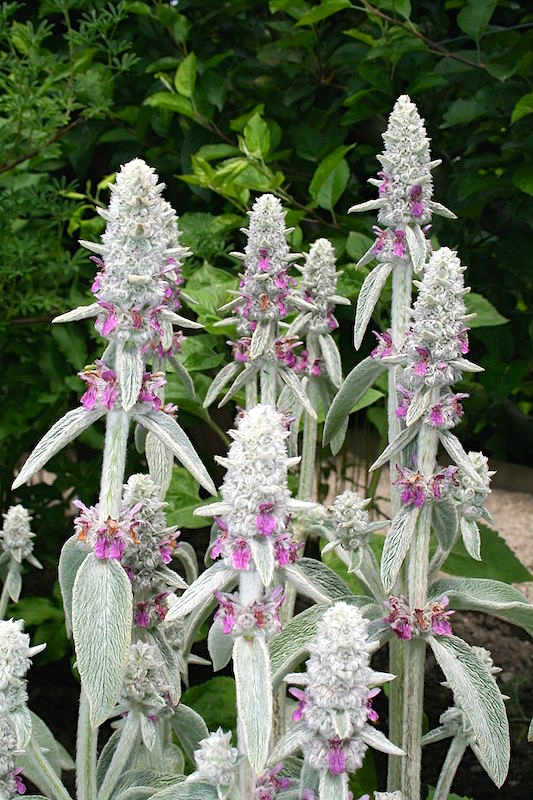 Stachys | Arnold Zwicky's Blog
