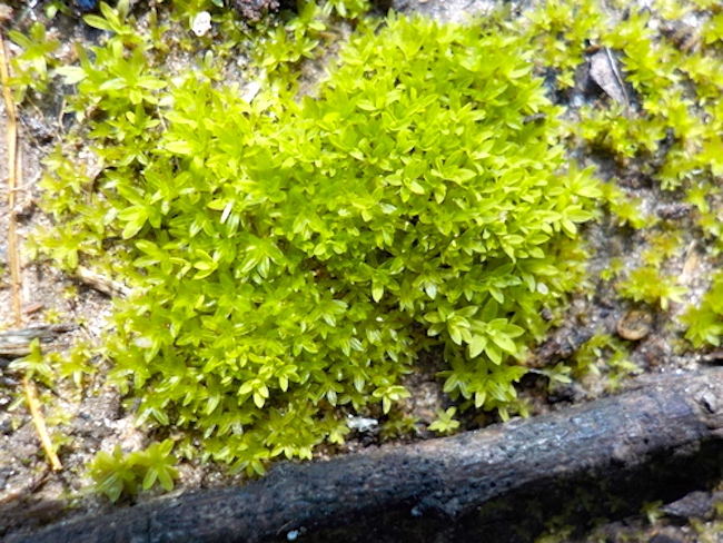 Aroused soap-opera scientists and the Stanford screw-moss | Arnold ...