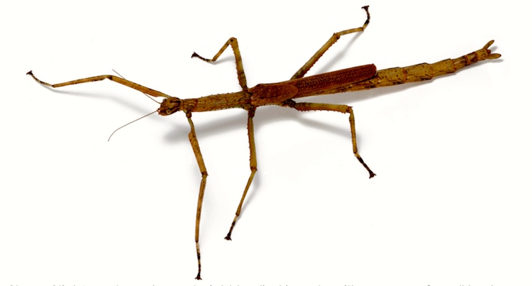 Stick insects and tree crickets | Arnold Zwicky's Blog