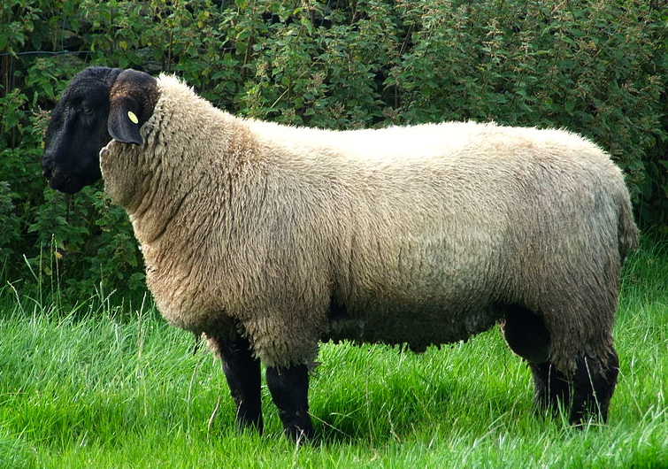 terminal sire | Arnold Zwicky's Blog