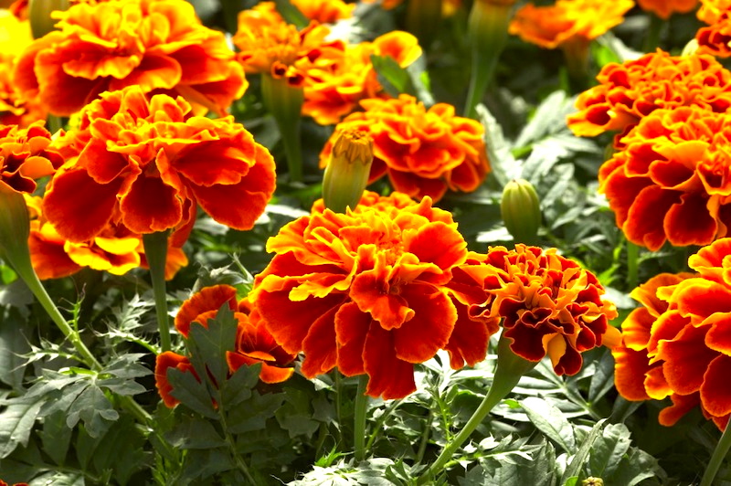 marigolds | Arnold Zwicky's Blog