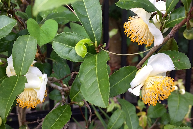 Two flowering trees in Kyoto | Arnold Zwicky's Blog