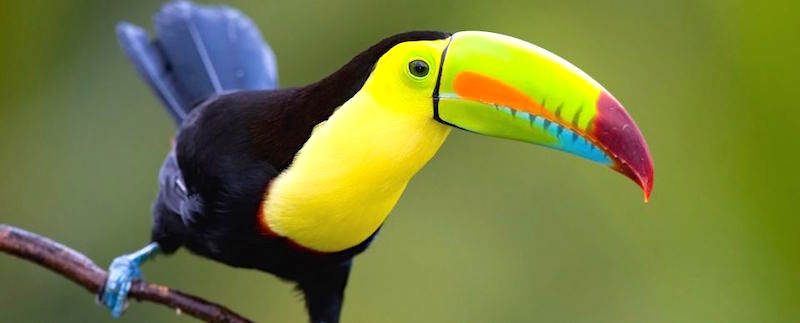 Toucan, get what you need | Arnold Zwicky's Blog