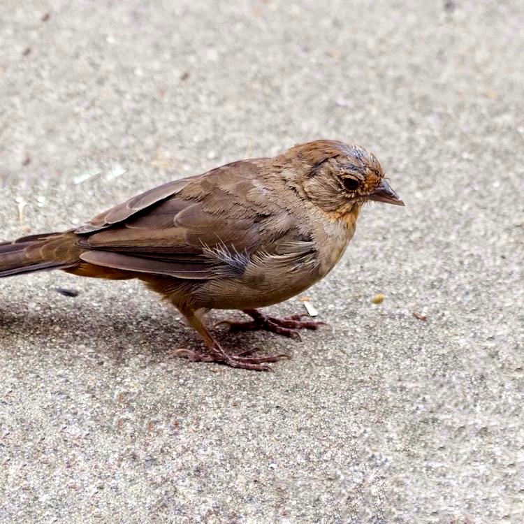 Little brown birds | Arnold Zwicky's Blog