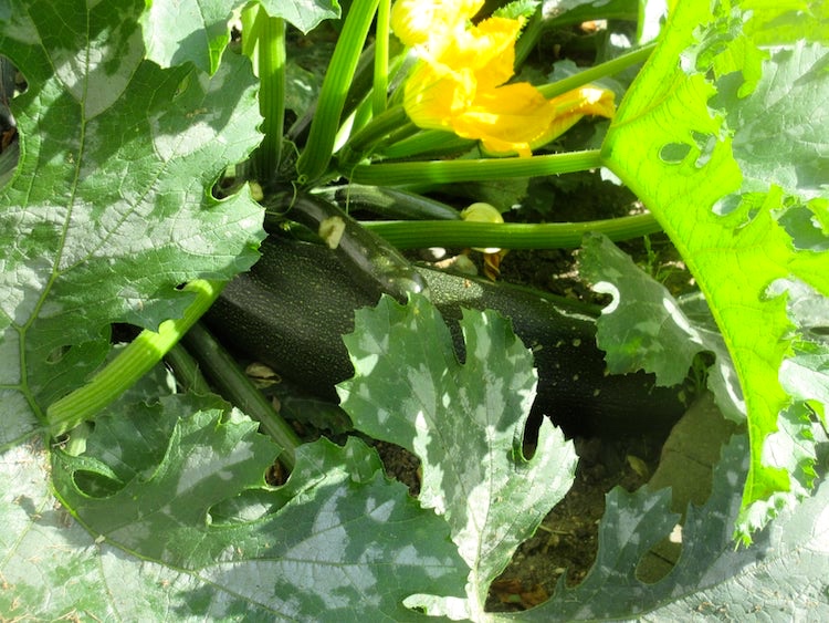 Marrow among the courgettes | Arnold Zwicky's Blog