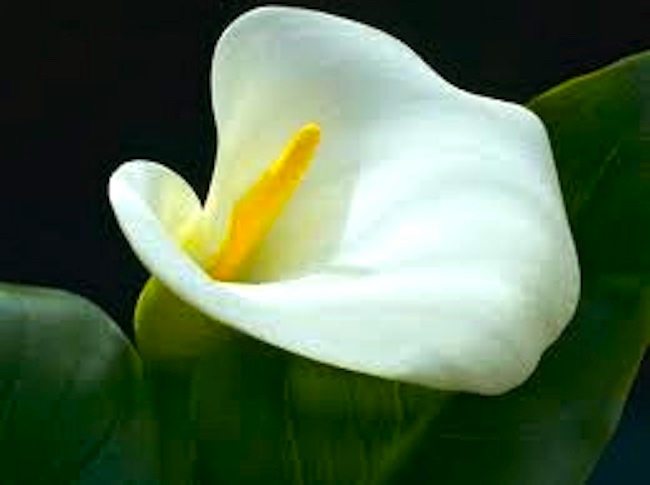 Calla, calla, calla, California | Arnold Zwicky's Blog