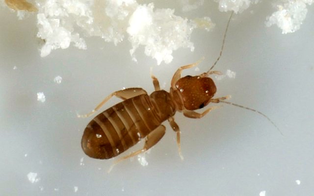 Grammatical number | Arnold Zwicky's Blog