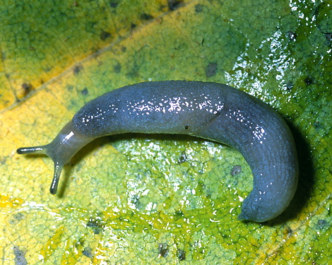 Ugly animal preservation | Arnold Zwicky's Blog