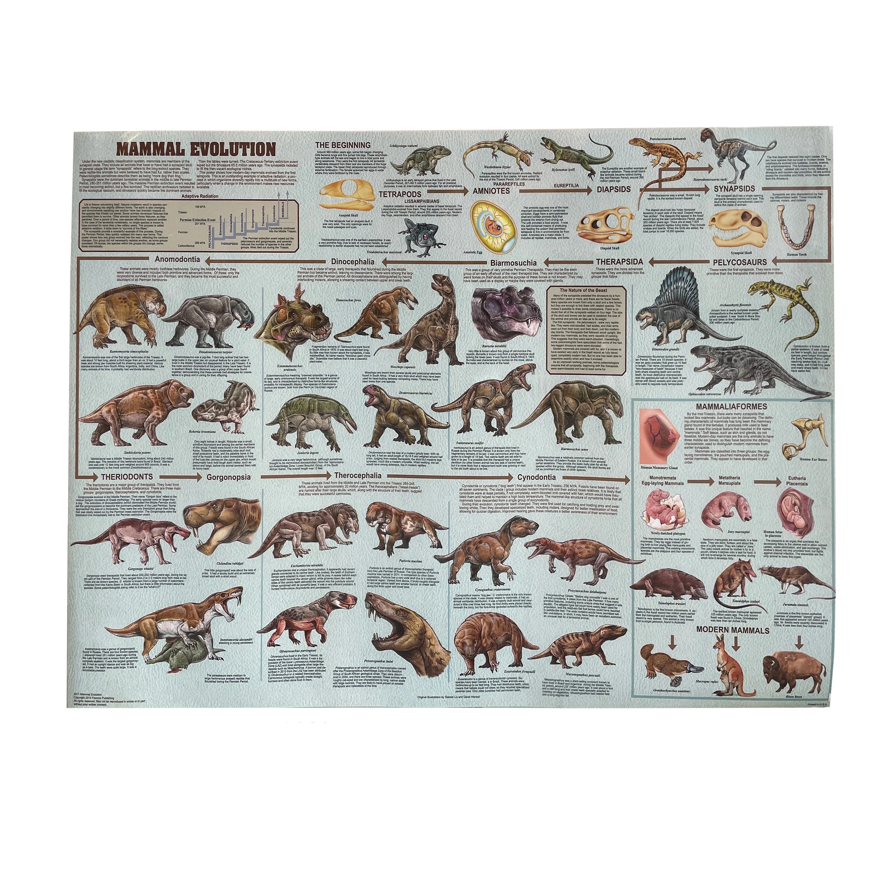 Mammal Evolution Poster Unique Educational Décor Art By God
