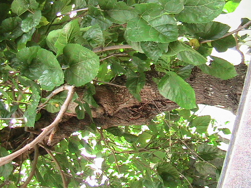 Les arbres de mon pays. 57. Mûrier. | Nature