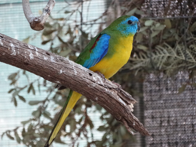Fact Sheet: Neophema (Grass Parrots) – The Avicultural Society of Australia