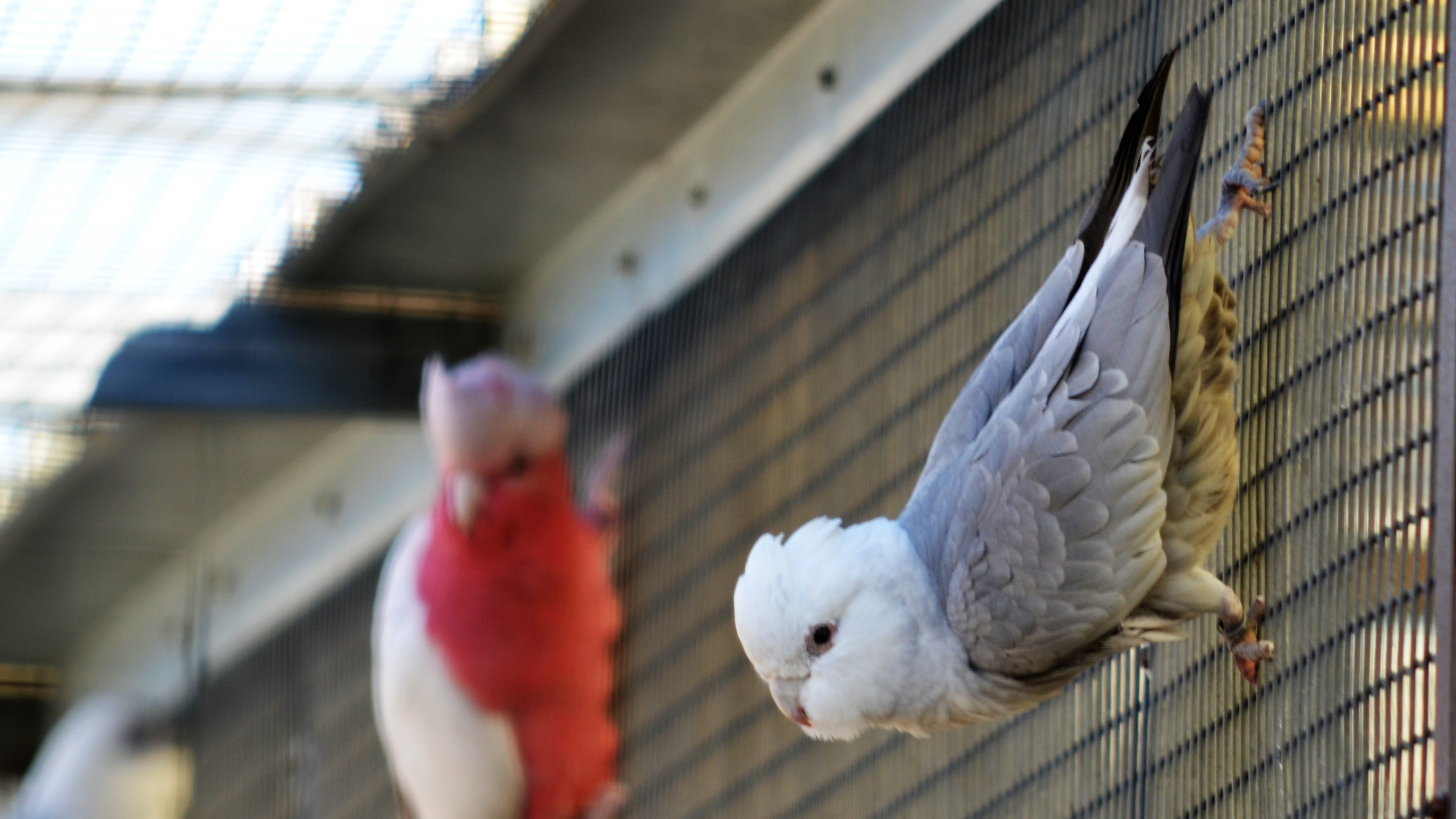 Fact Sheet: Galahs and Corellas – The Avicultural Society of Australia