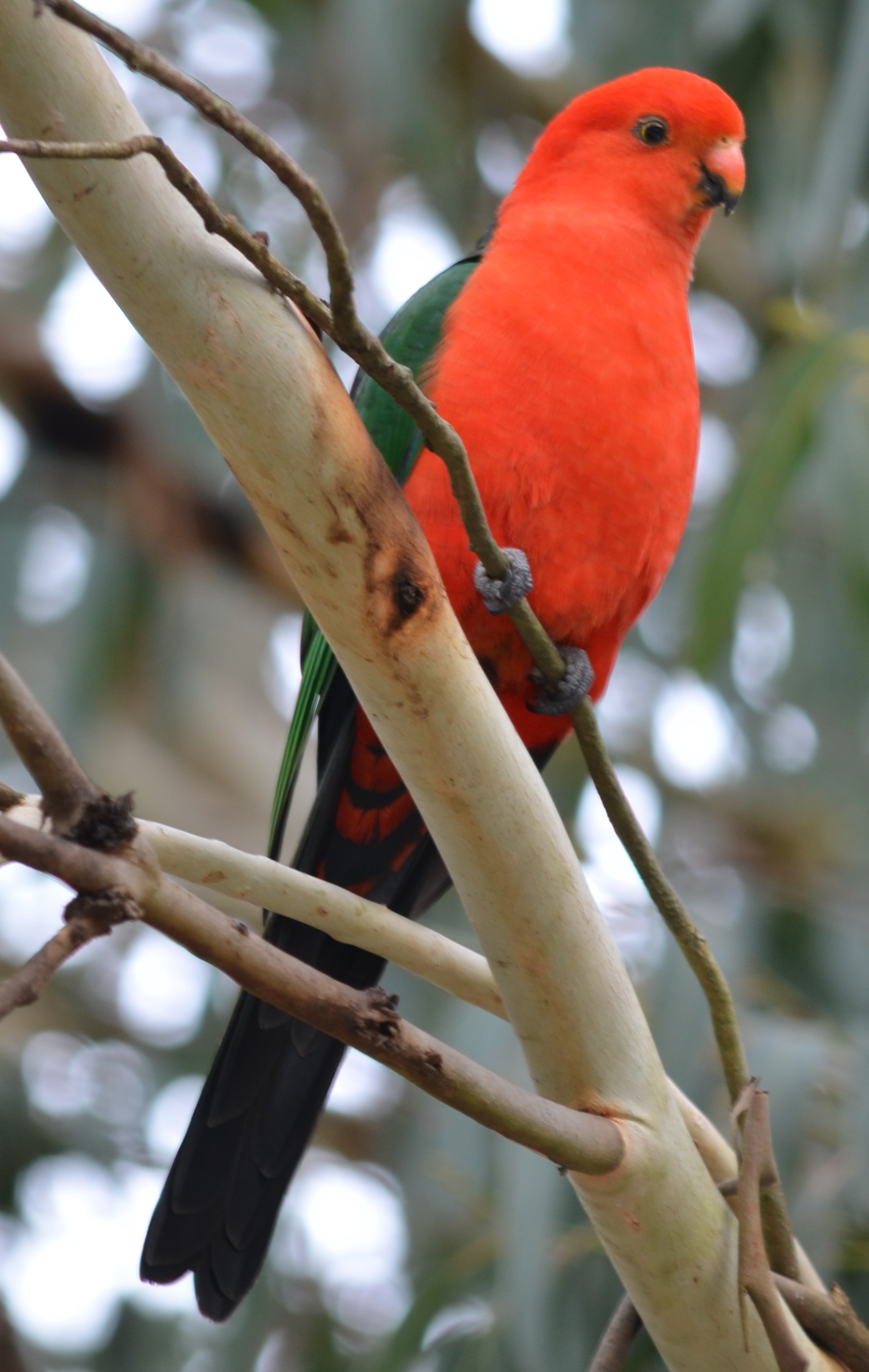 Fact Sheet: King & Crimson-winged Parakeets – The Avicultural Society ...