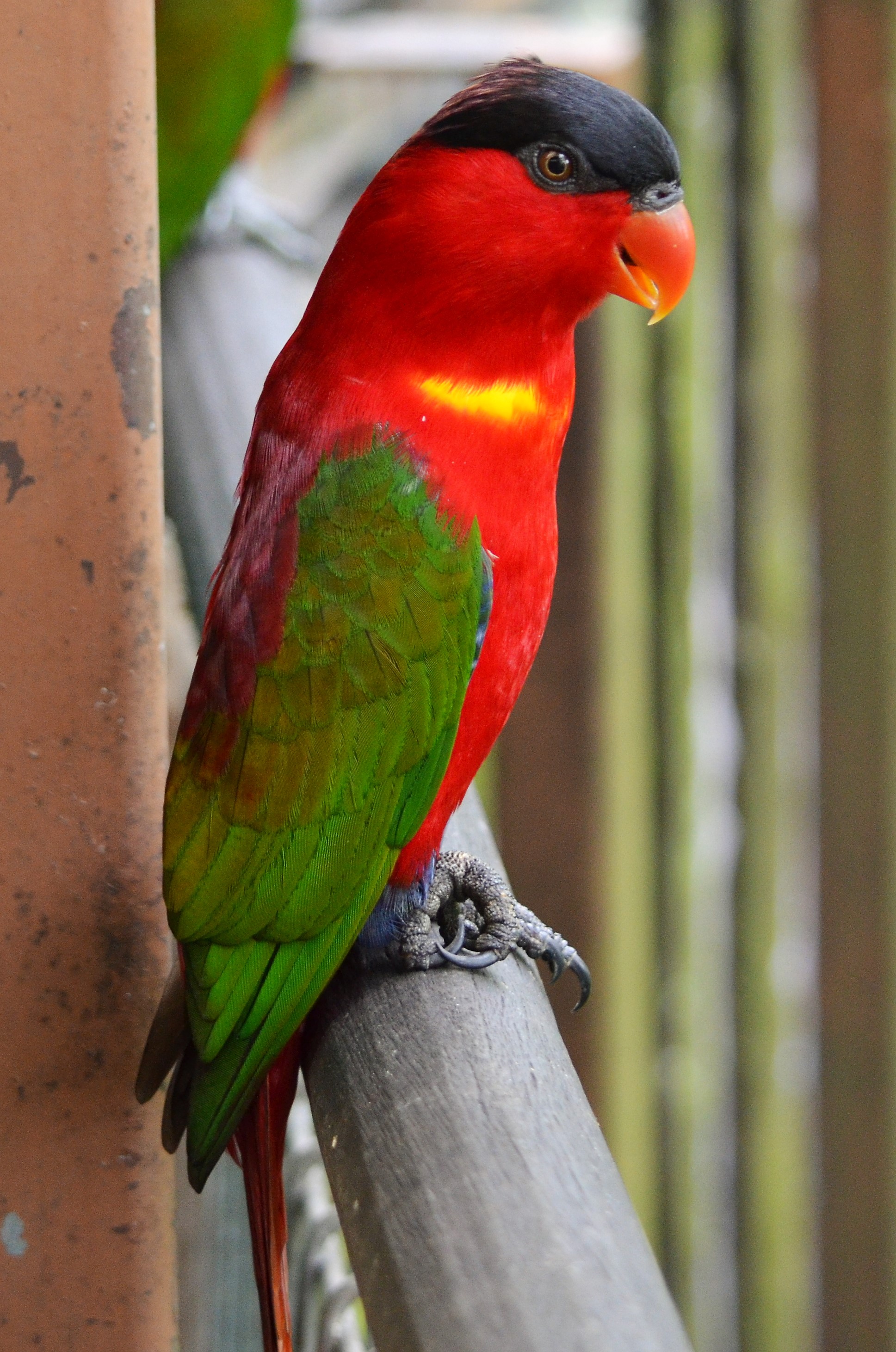 Fact Sheet: Exotic Lories – The Avicultural Society of Australia