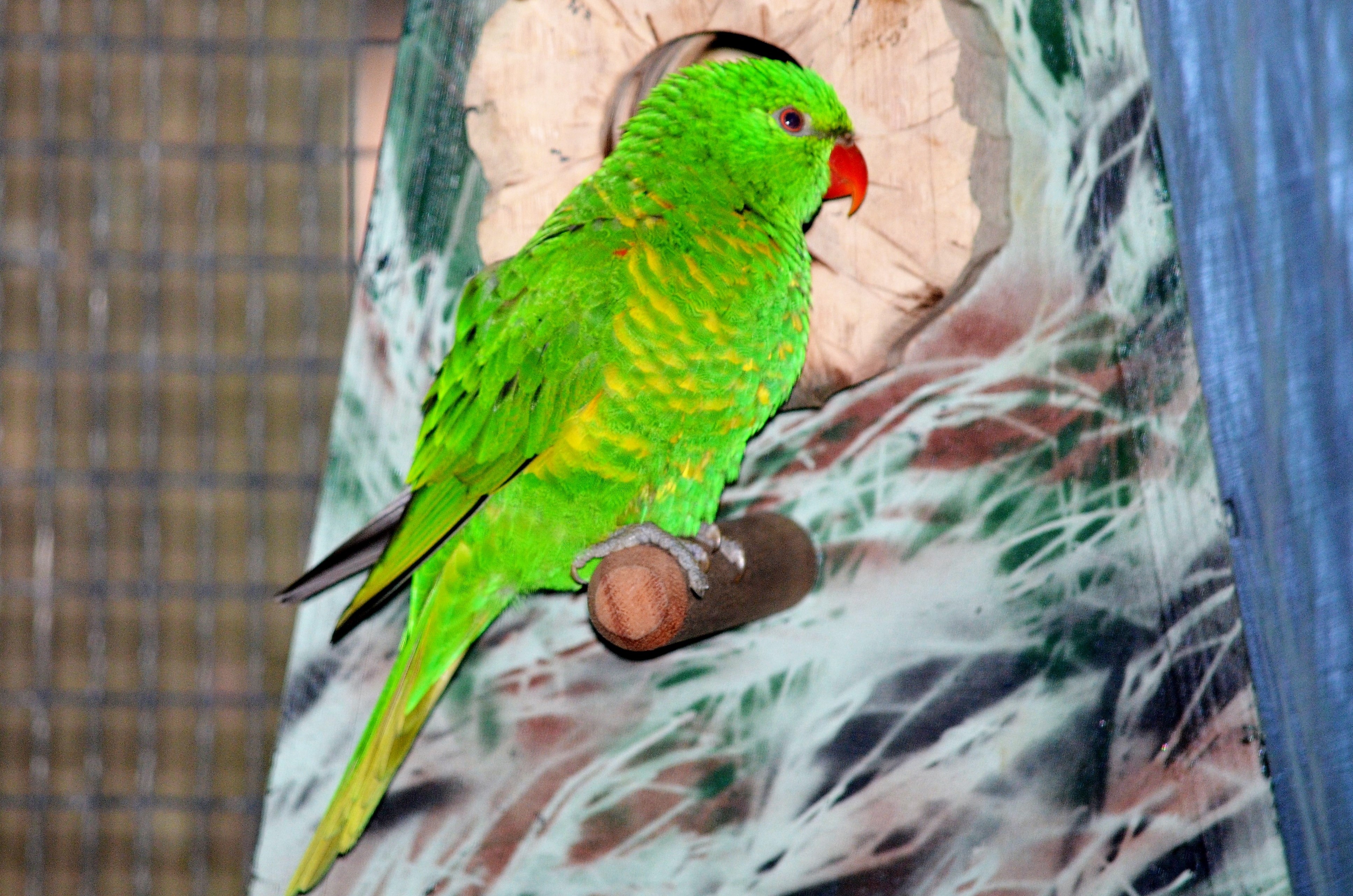 Fact Sheet: Australian Lorikeets – The Avicultural Society of Australia