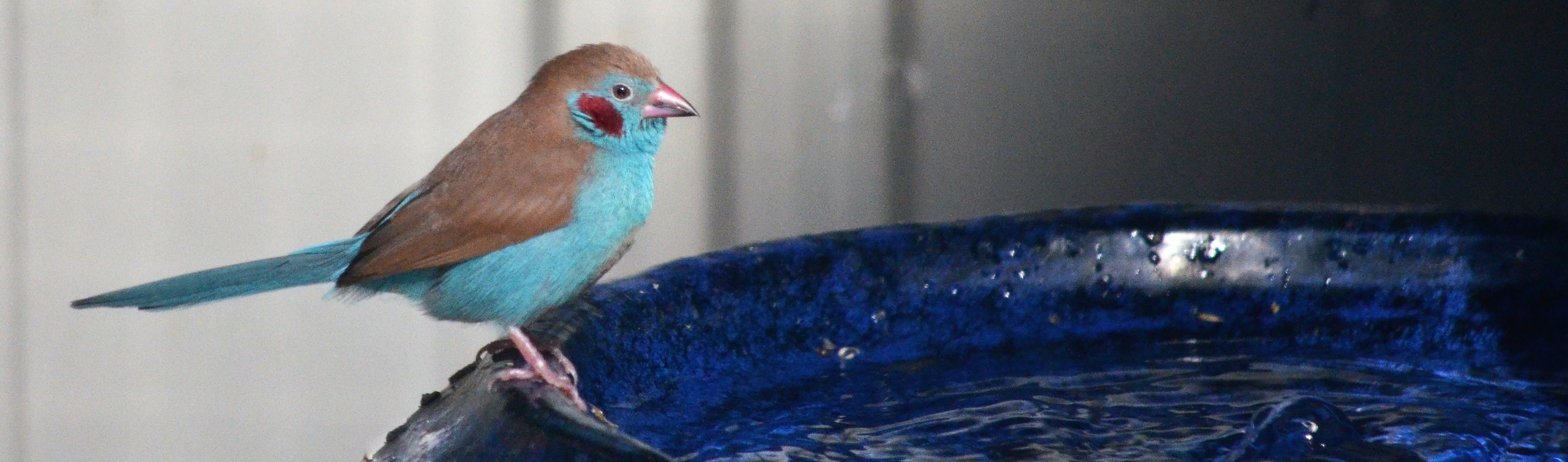 Fact Sheet: Waxbills – The Avicultural Society of Australia