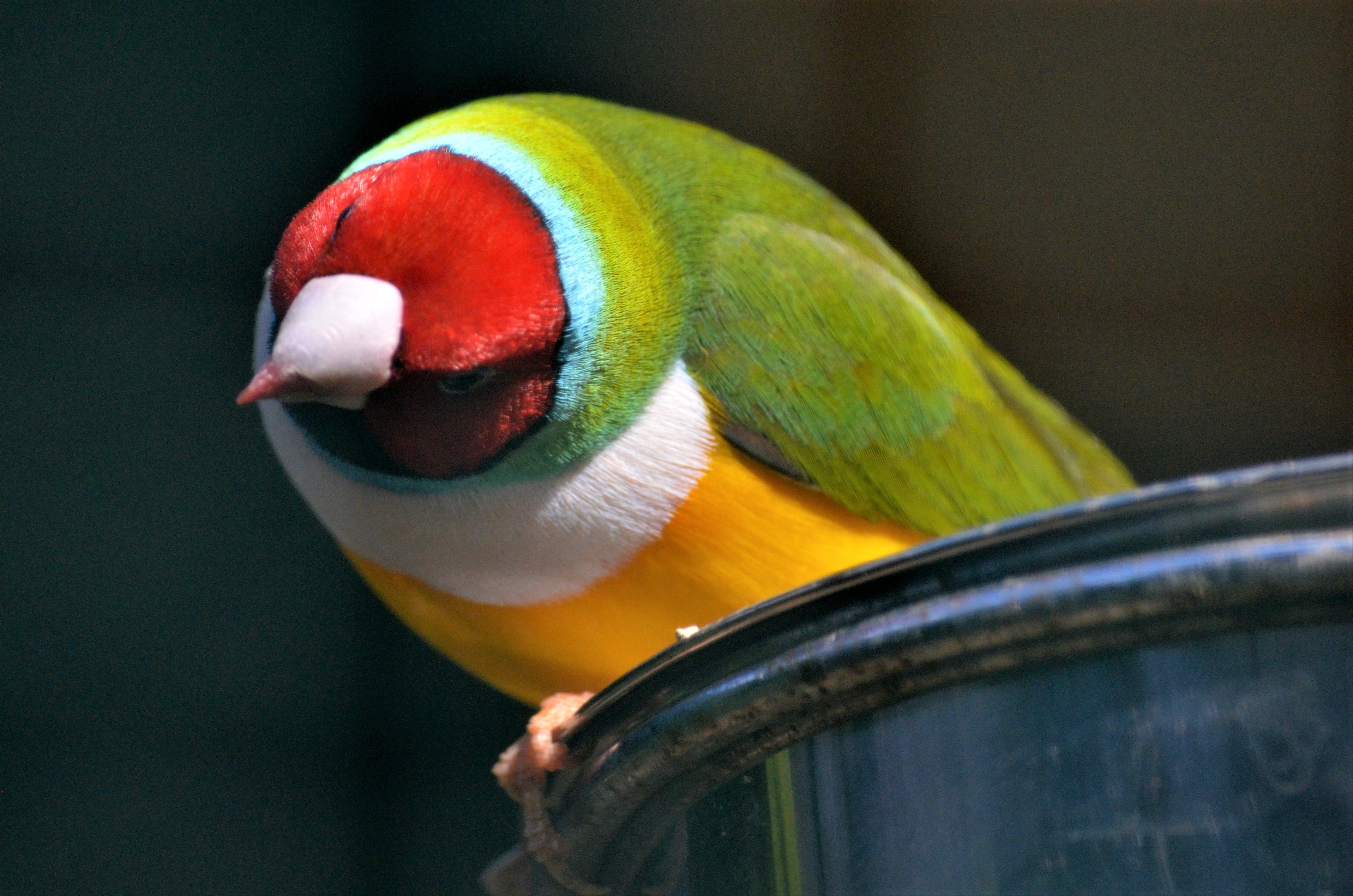 Fact Sheet: Gouldian Finches – The Avicultural Society of Australia