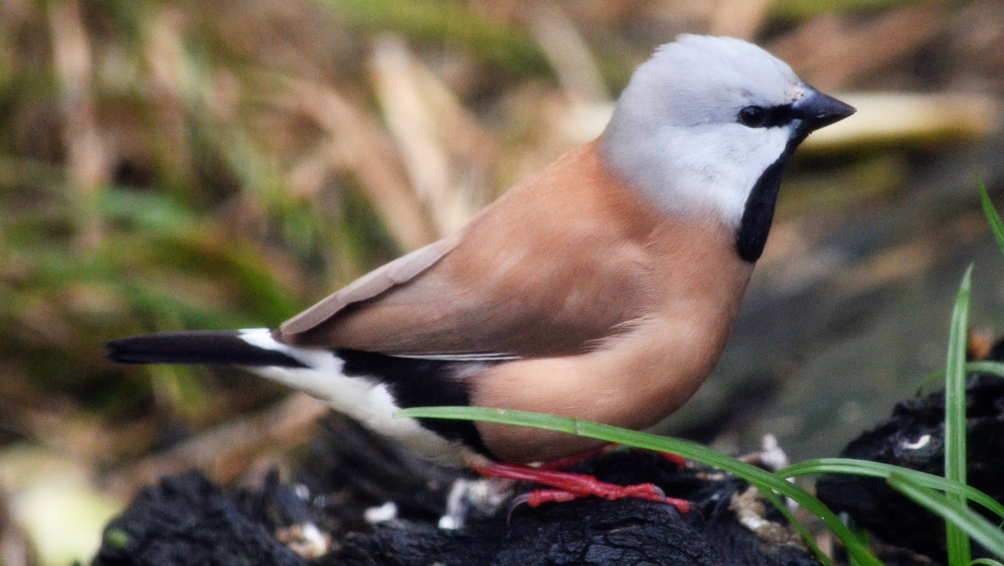 Fact Sheet: Australian Finches – The Avicultural Society of Australia