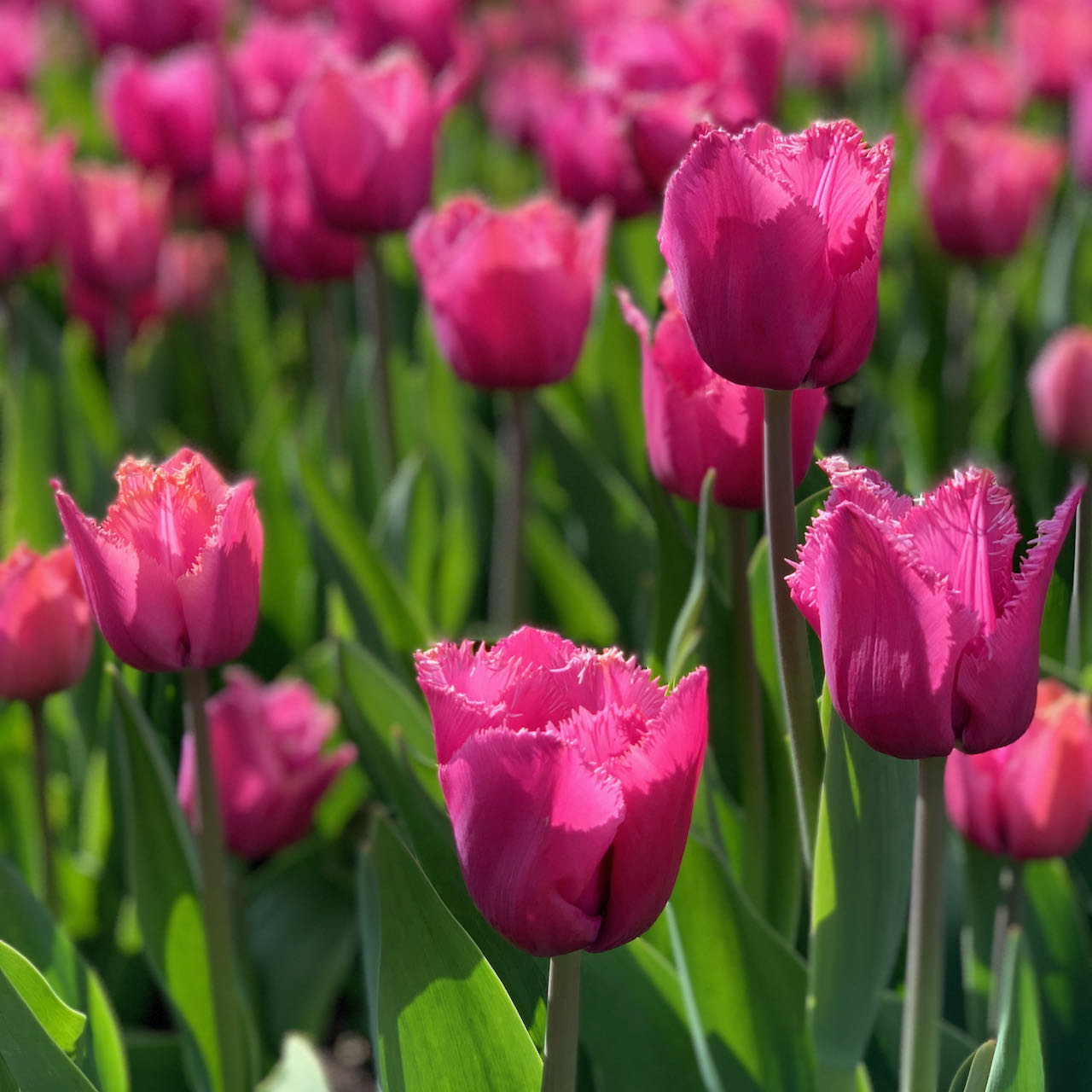 Imagine Joy in Tulip Colors-a poem - A Scriptured Life