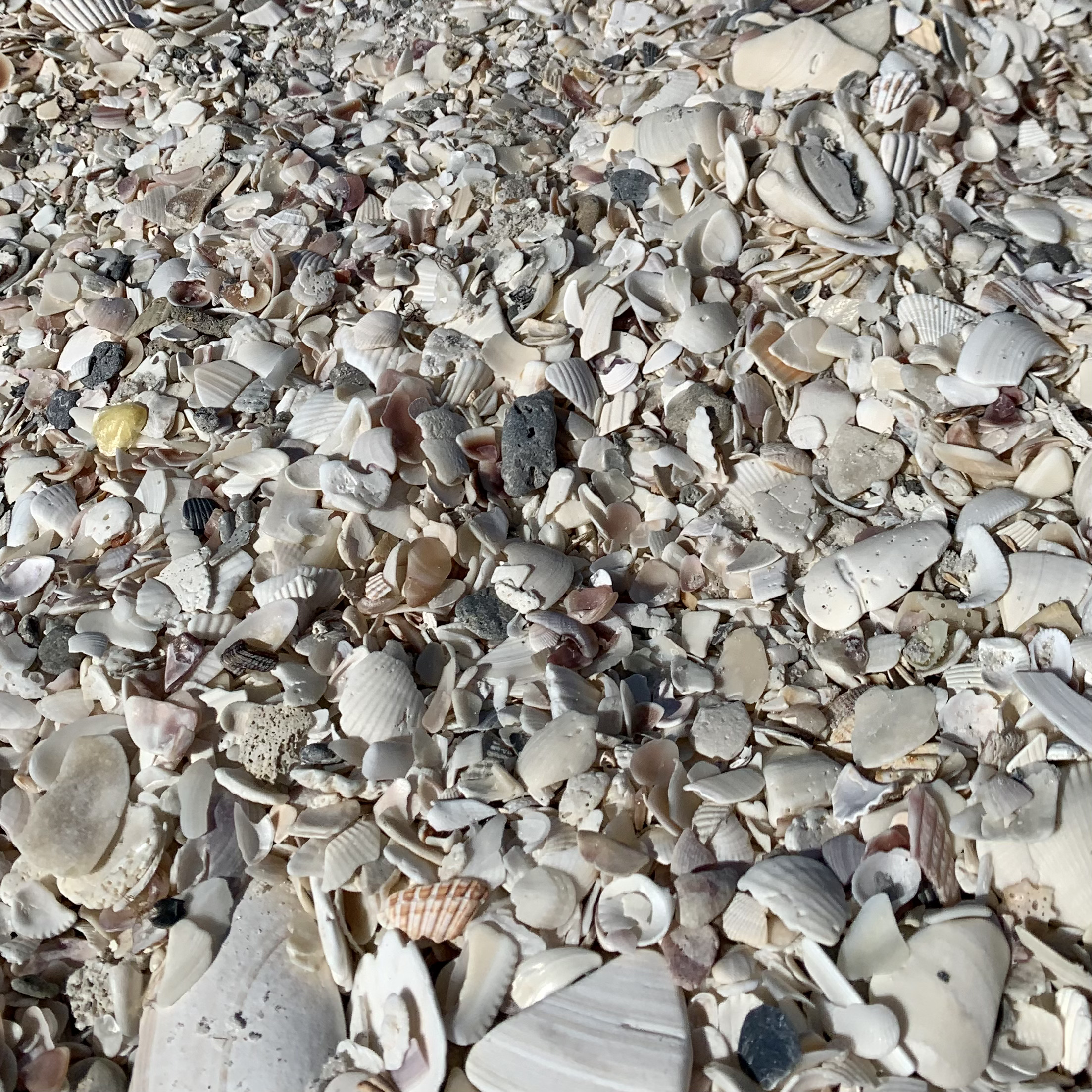 Among the Broken Shells: a poem to pray for others - A Scriptured Life