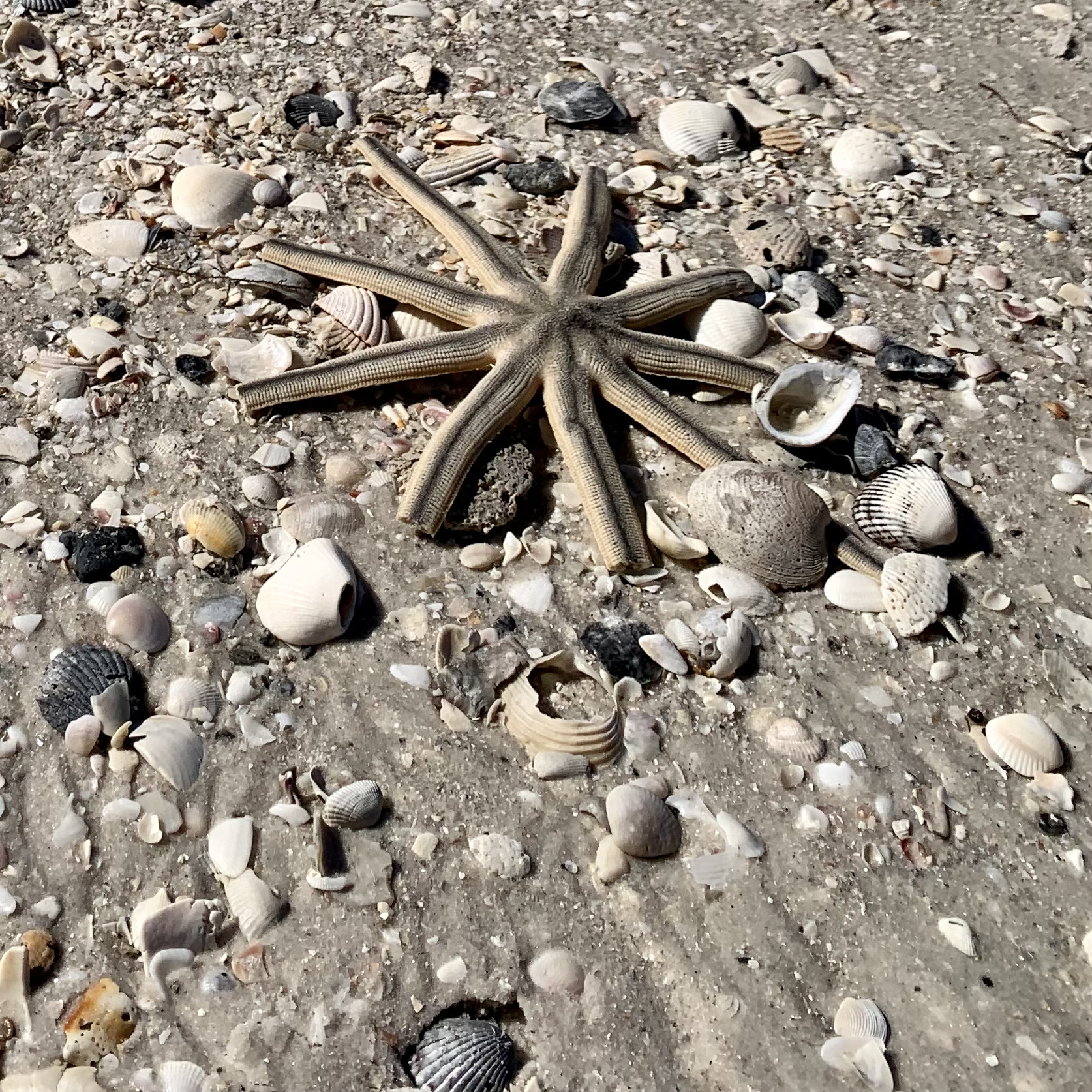 Among the Broken Shells: a poem to pray for others - A Scriptured Life